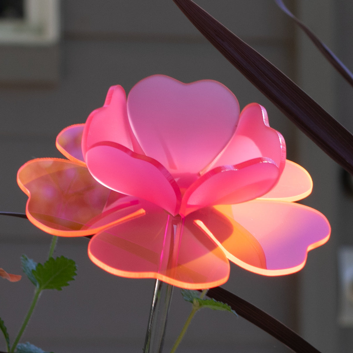 Buttercup - Pink – The Colored Petal